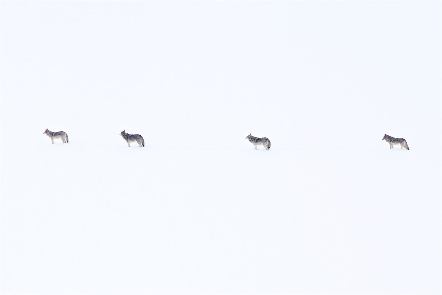 Wolves in Northern Minnesota Helping Moose, Eating Beavers