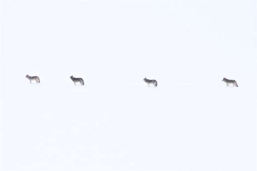 Wolves in Northern Minnesota Helping Moose, Eating Beavers