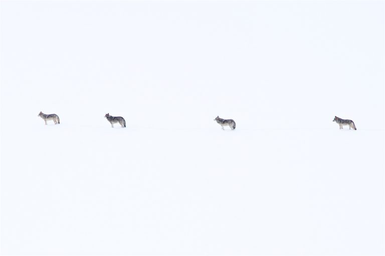 Wolves in Northern Minnesota Helping Moose, Eating Beavers