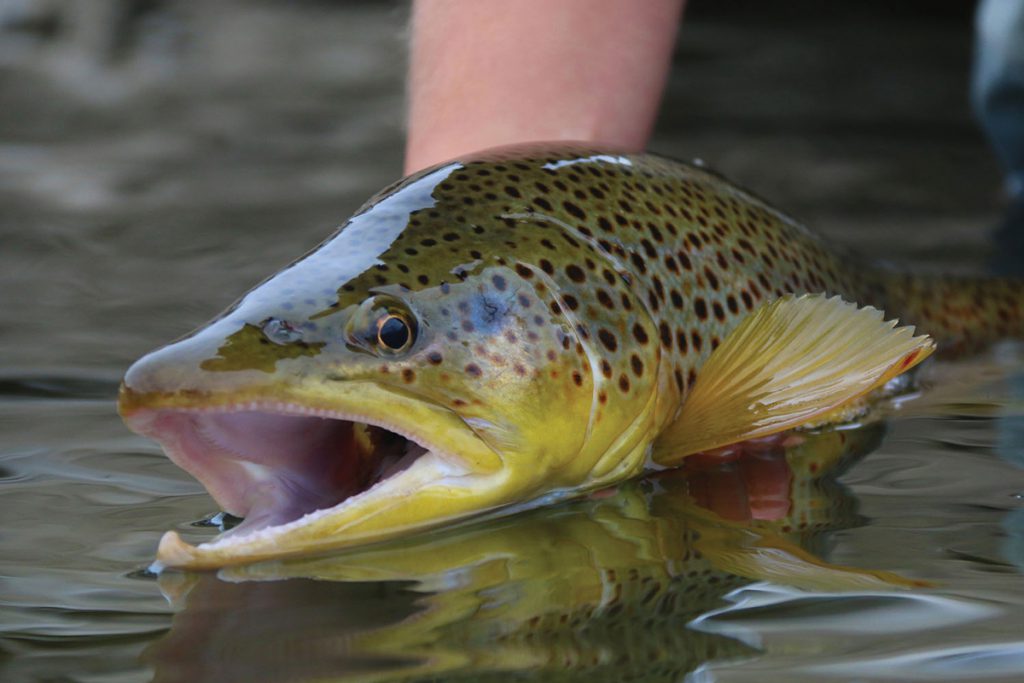Brown Trout: The American Badass Jekyll and Hyde of Gamefish