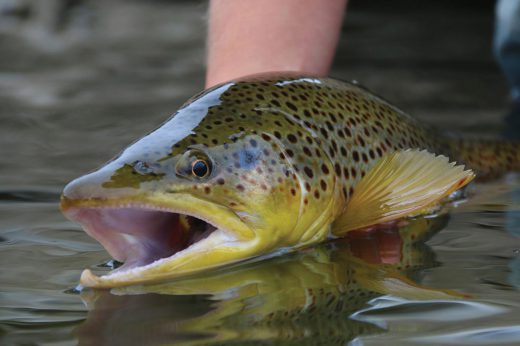 Brown Trout: The American Badass Jekyll and Hyde of Gamefish