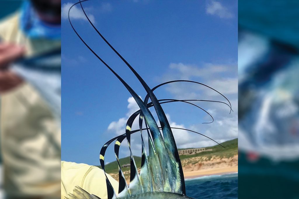 Rooster Fish: Get Tropical and Be Ready for a Fight
