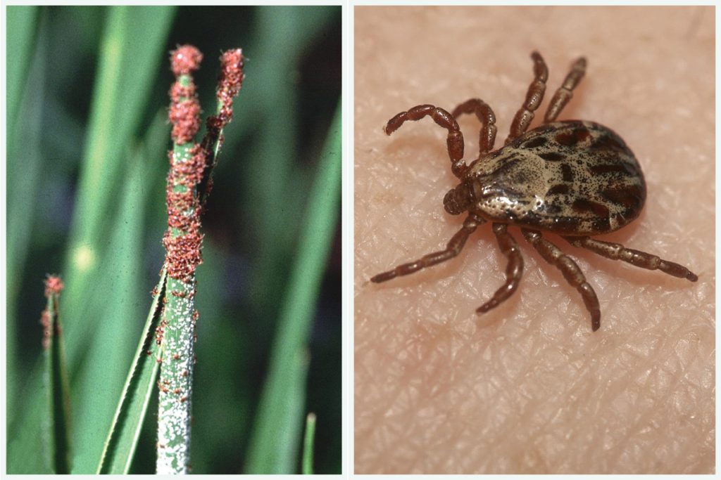 Vermont May Issue More Moose Tags to Combat Winter Tick Menace