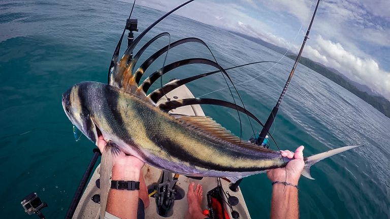 Rooster Fish: Get Tropical and Be Ready for a Fight