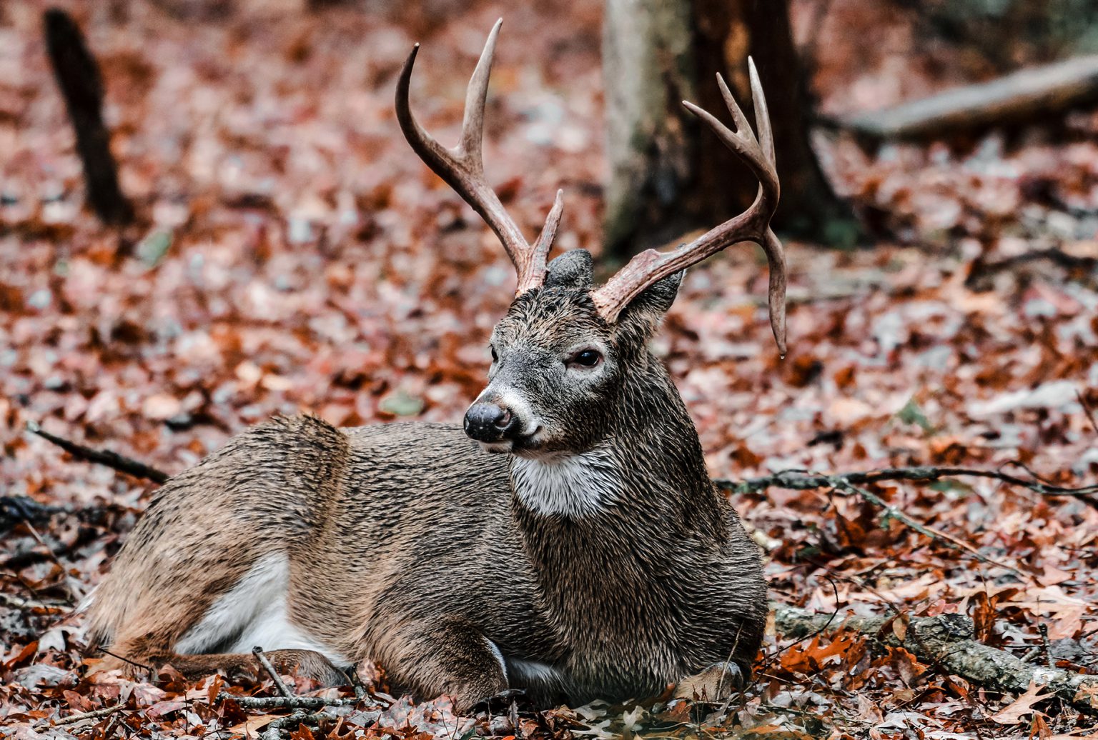 A Big Buck Expert On Deer Hunting in the Rain