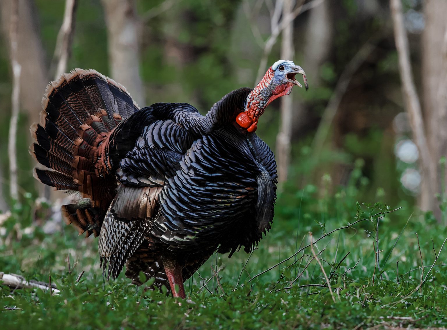 Eastern Turkeys: The Loudest and Most Paranoid Birds of All