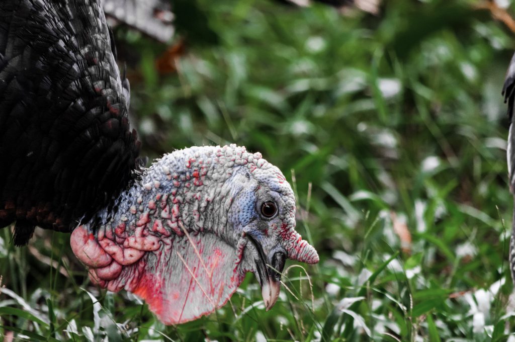 What Do Wild Turkeys Eat? Find the Food, Find the Birds