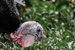 What Do Wild Turkeys Eat? Find the Food, Find the Birds
