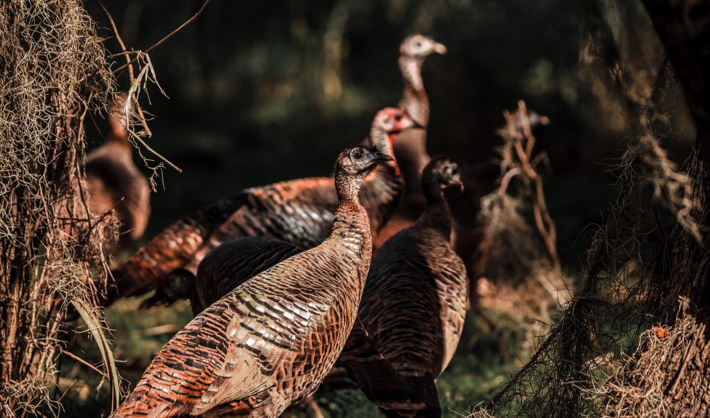 The Osceola Turkey: Only in Florida!