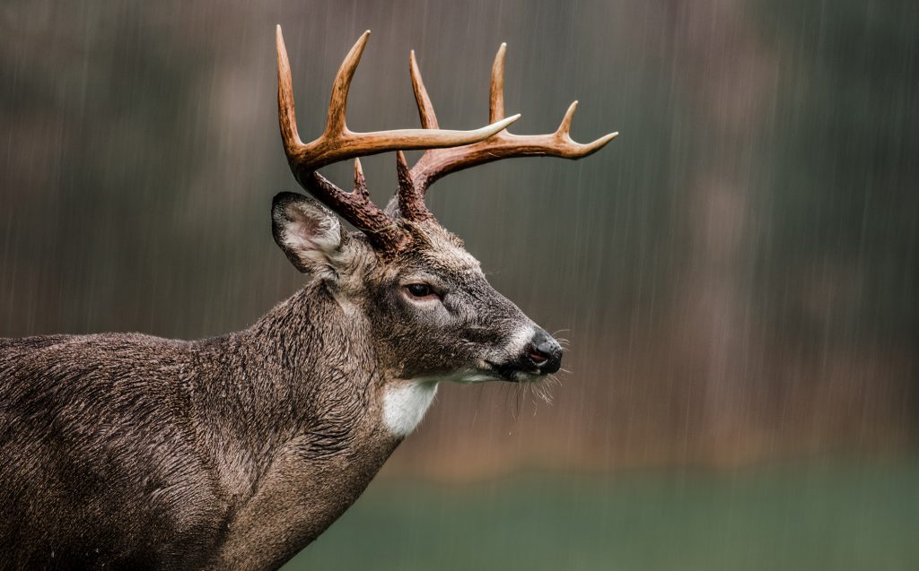 A Big Buck Expert On Deer Hunting in the Rain