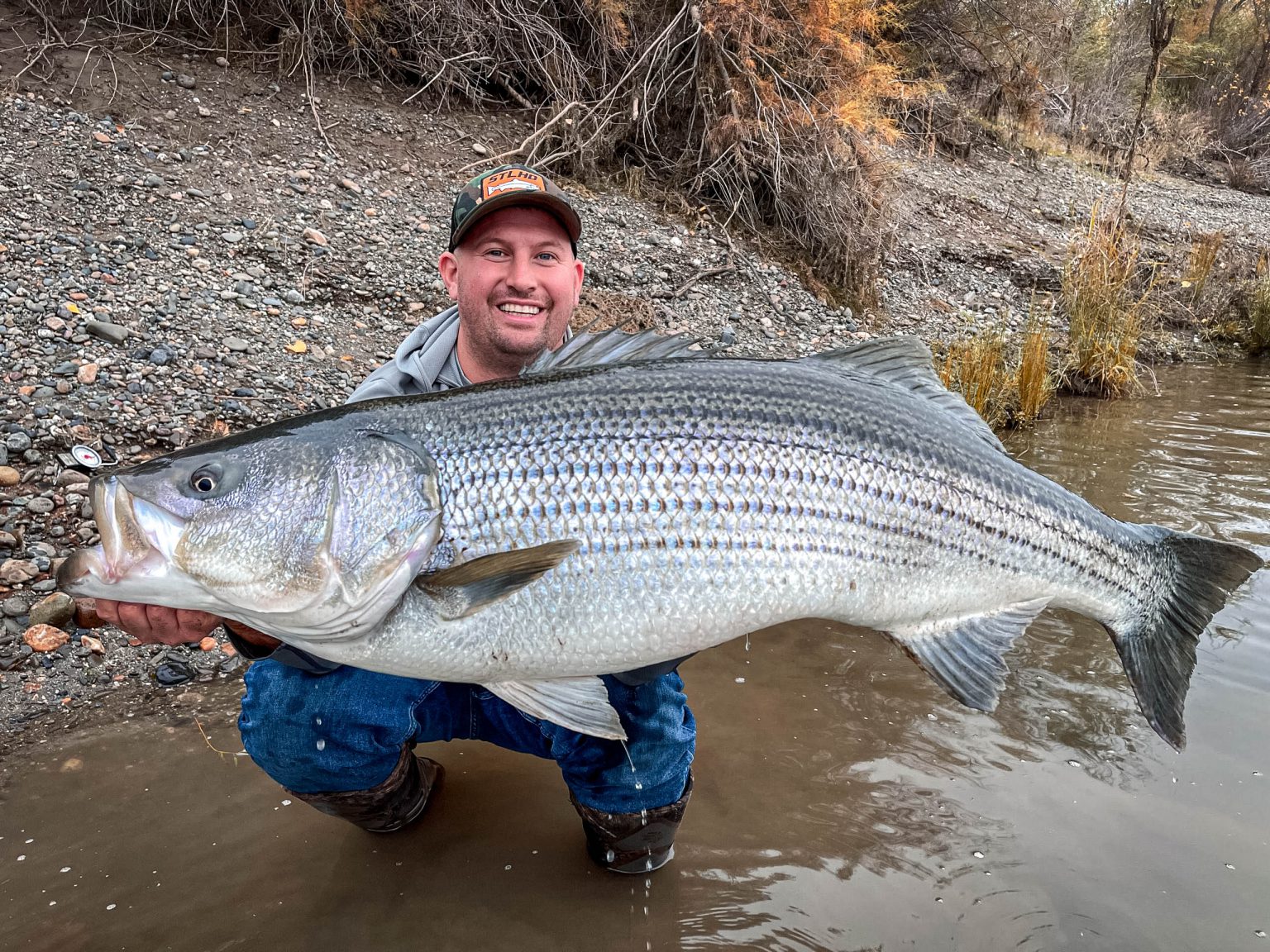 Striped Bass: The Phish of the Sea