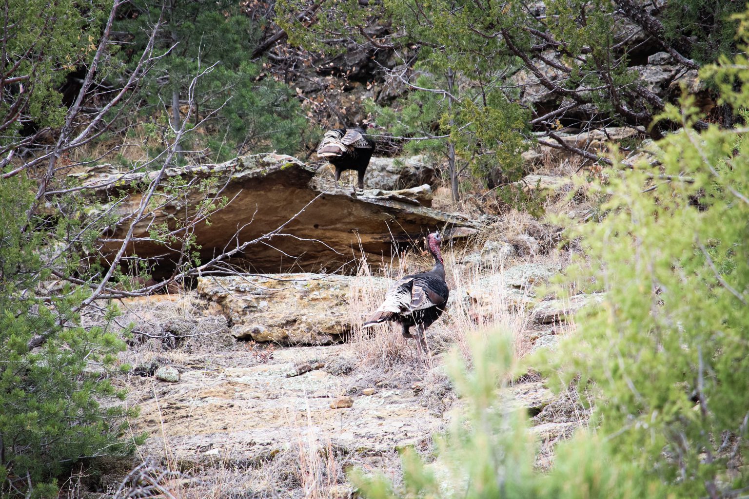 What Do Wild Turkeys Eat? Find the Food, Find the Birds