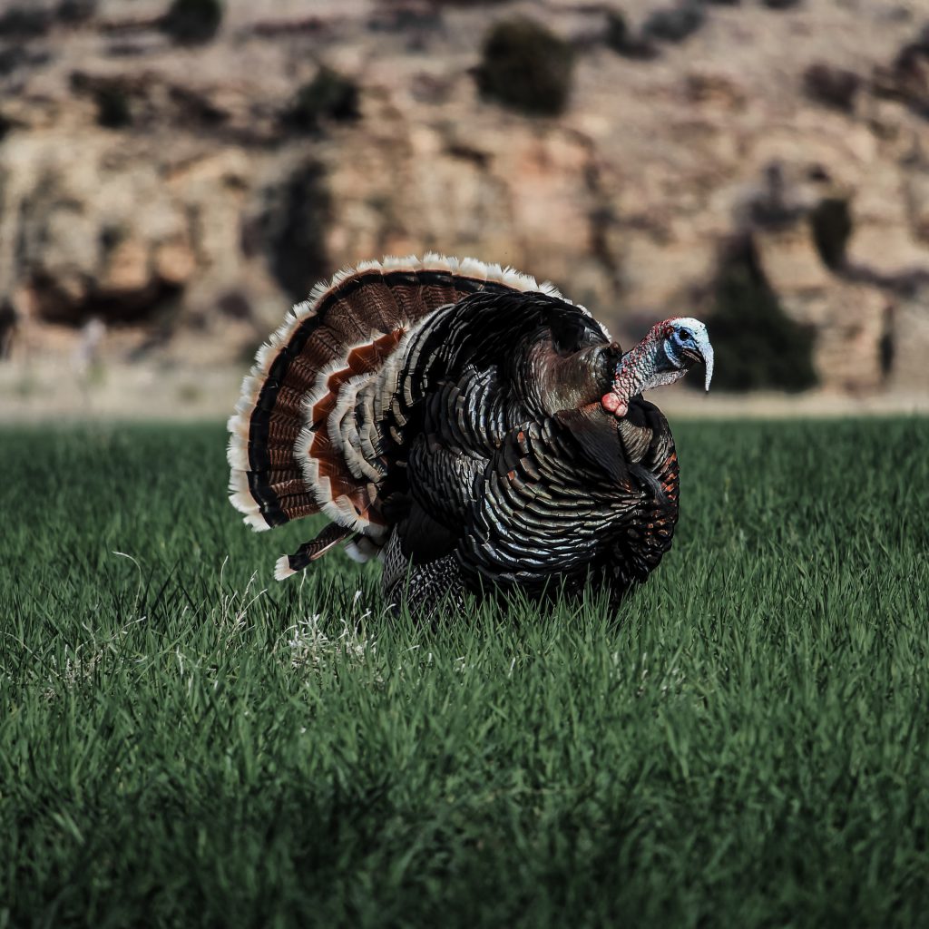 The Many Sounds of the North American Wild Turkey