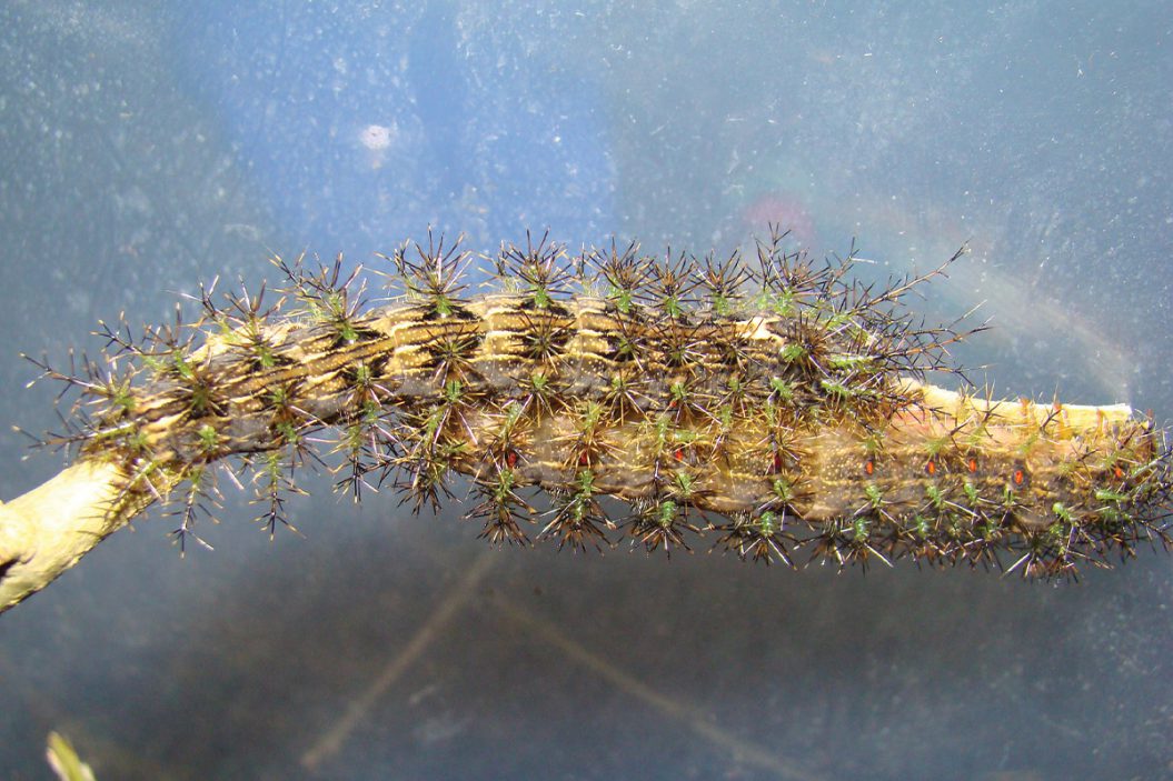 5 of the Deadliest Insects You’ll Find in the Field