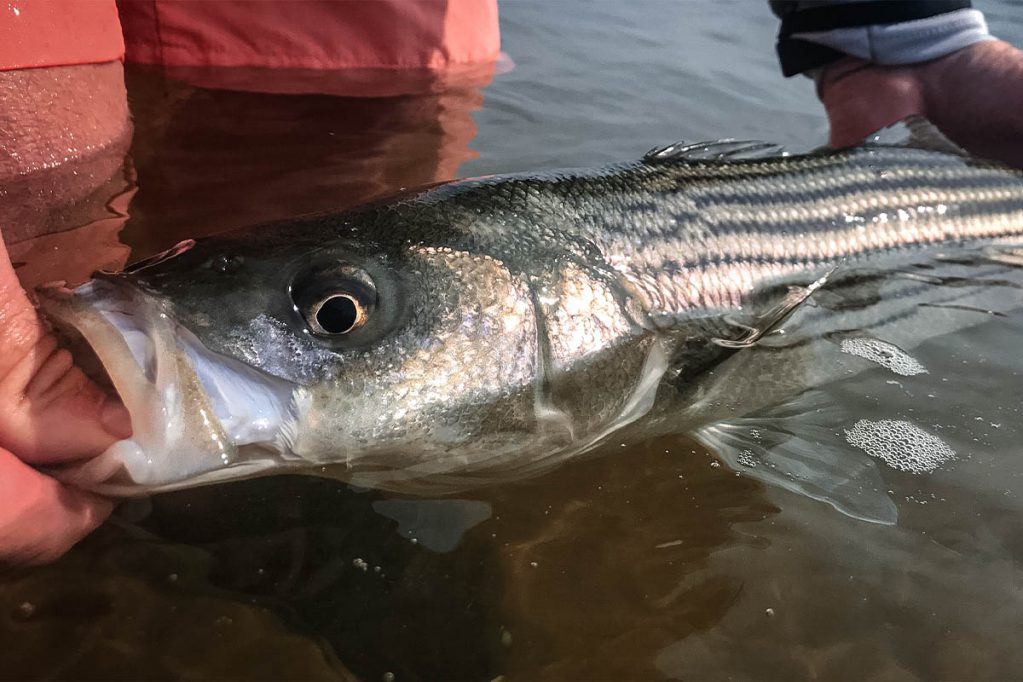 Striped Bass: The Phish of the Sea
