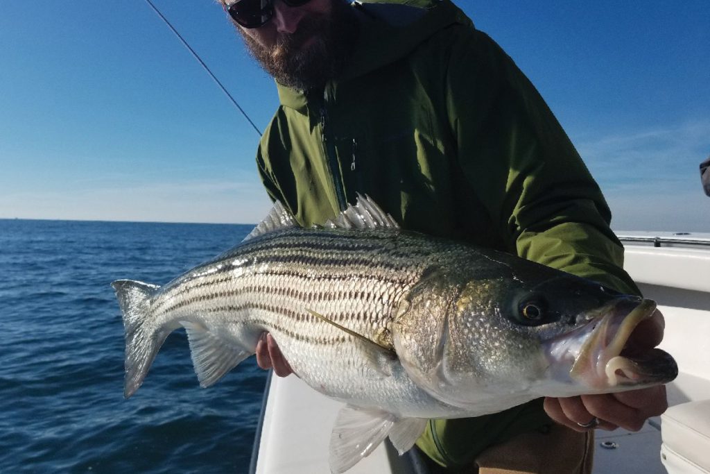 Striped Bass: The Phish of the Sea