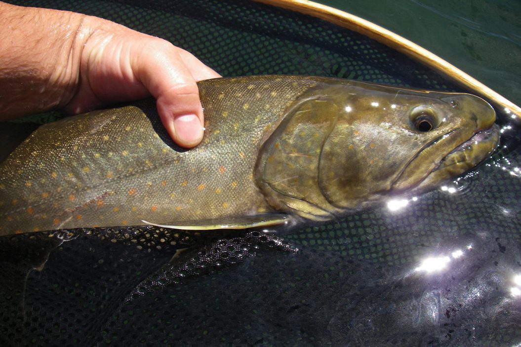 Bull Trout: The Gravel Bar Brawler