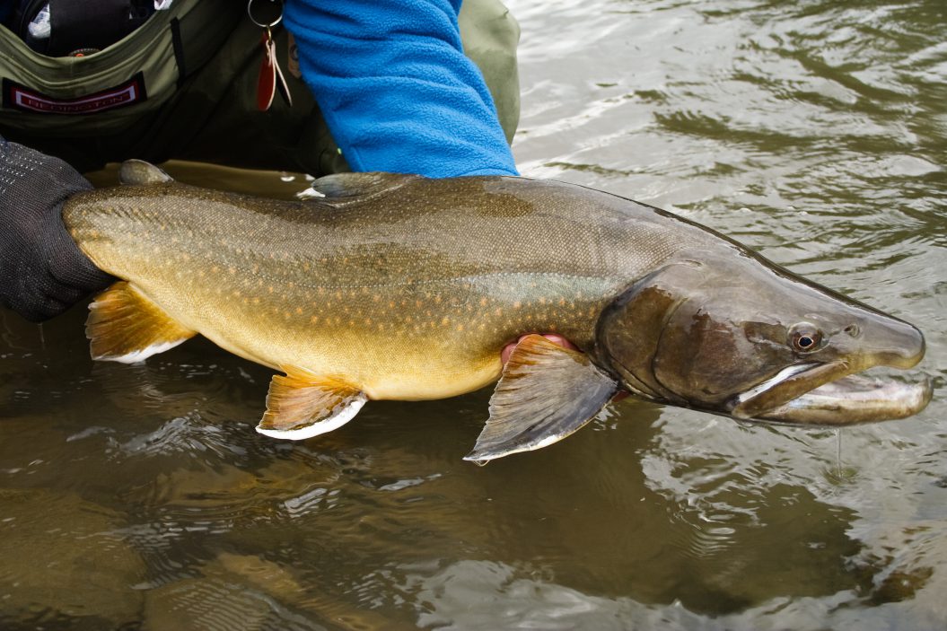 Bull Trout: The Gravel Bar Brawler