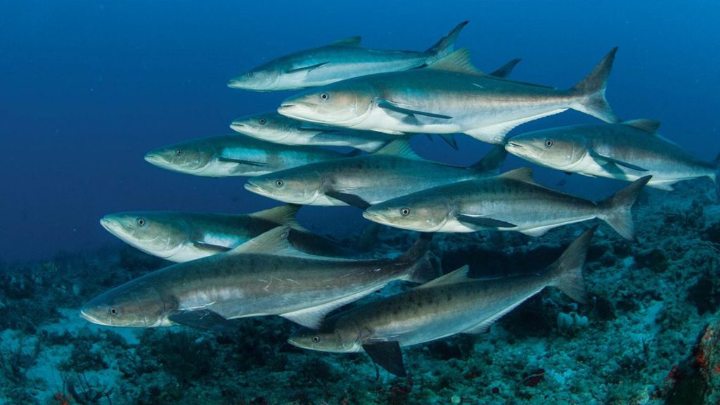 Joining The Spring and Summer Cobia Craze