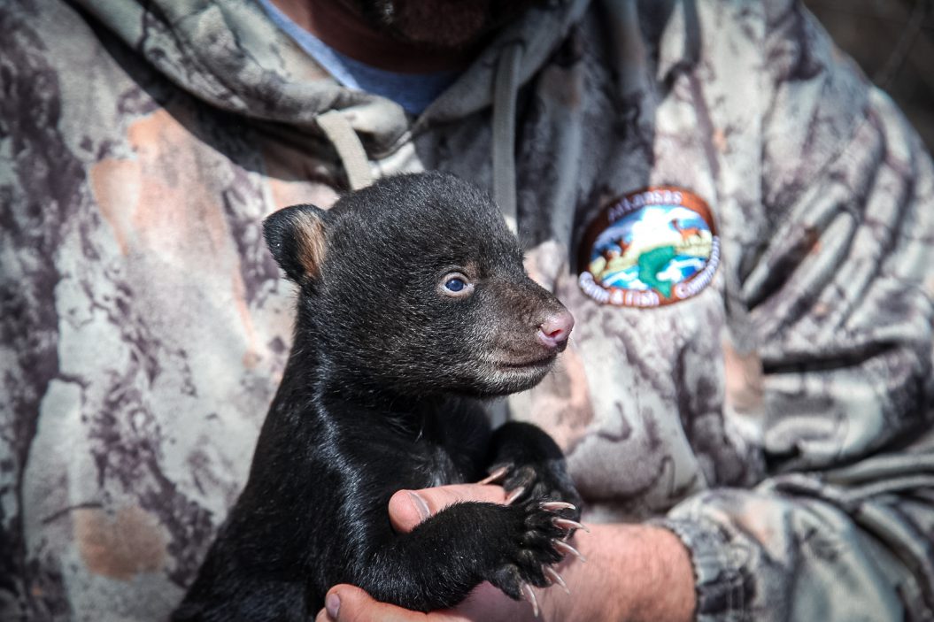 Arkansas Game and Fish Using Collars to Collect Bear Season Data