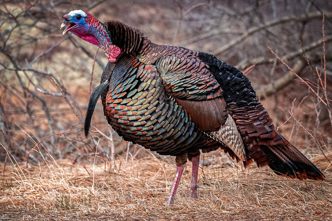 Modern Turkey Loads: Worth The Money, Maybe