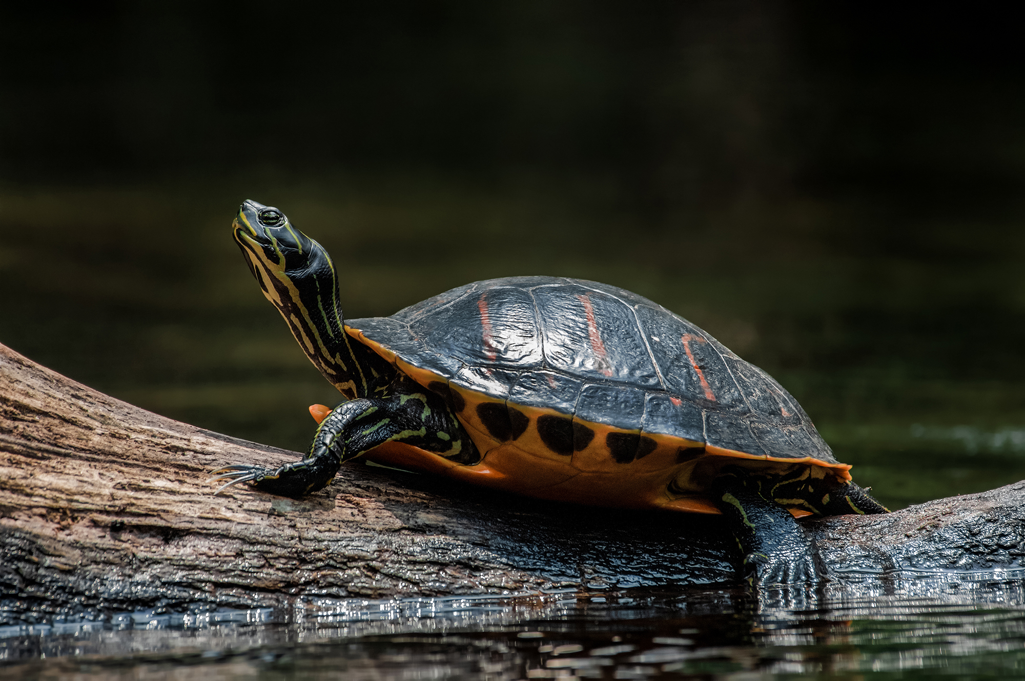 Prison for Man Who Illegally Trapped Thousands of Turtles for Pet Trade