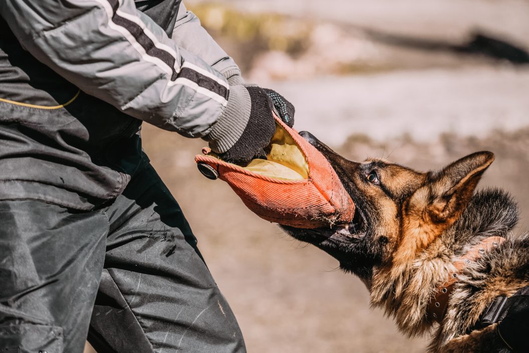 5 Tips for Surviving a Dog Attack From a Secret Service K-9 Handler