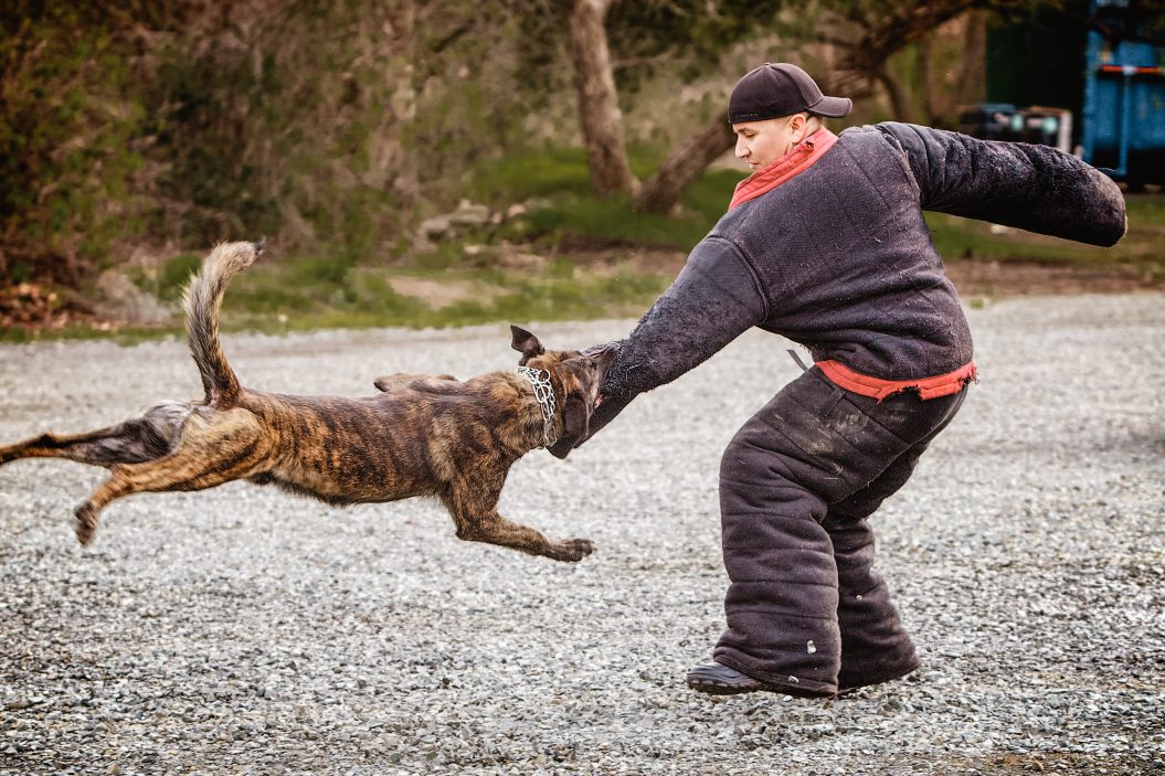 5 Tips for Surviving a Dog Attack From a Secret Service K-9 Handler