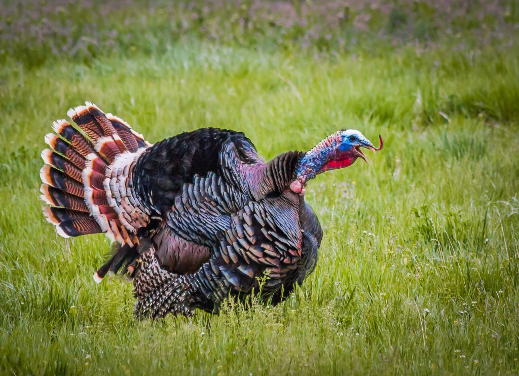 U.S. Turkey Super Slam: How a Hunter Bagged Mature Toms in 49 States