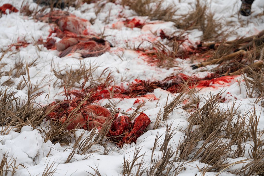 Field Dressing a Deer: A Step-By-Step Guide for New Hunters