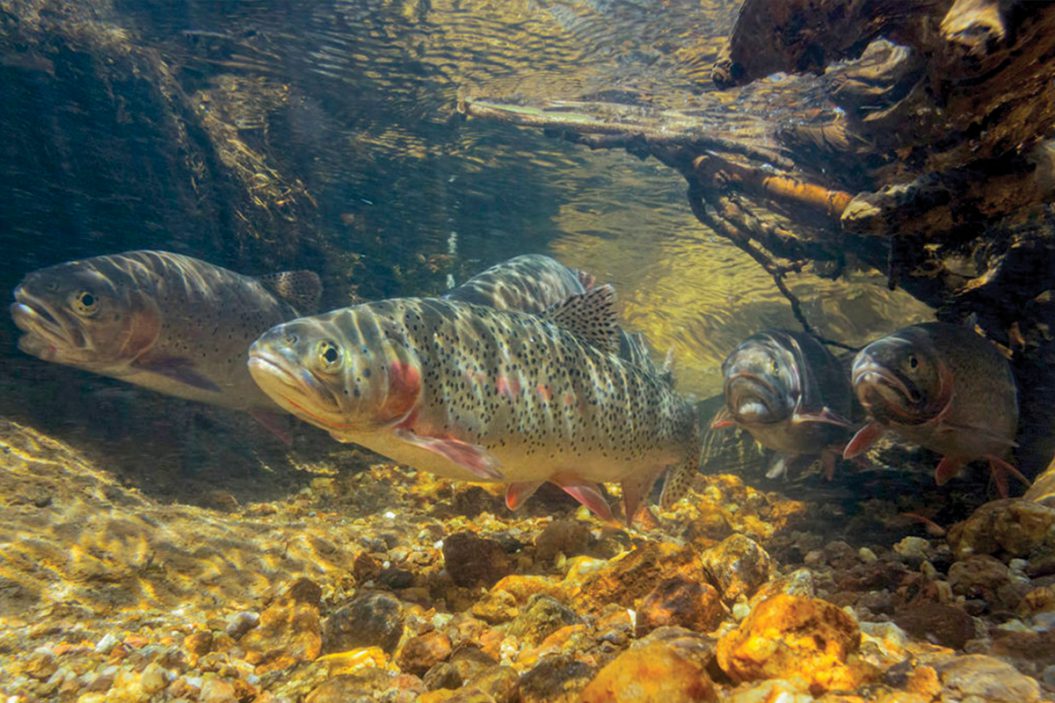 Cutts, Cutties, and Cutthroats: America’s Frontier Trout