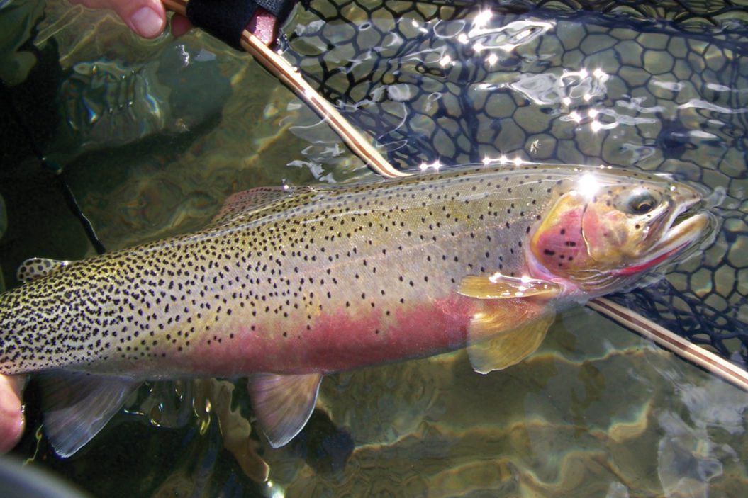 Cutts, Cutties, and Cutthroats: America’s Frontier Trout