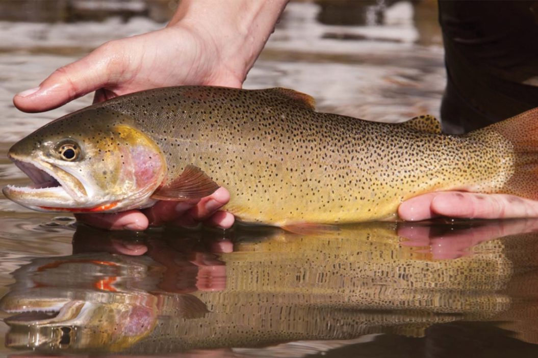 Cutts, Cutties, and Cutthroats: America’s Frontier Trout
