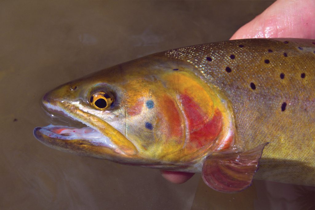 Cutts, Cutties, and Cutthroats: America’s Frontier Trout
