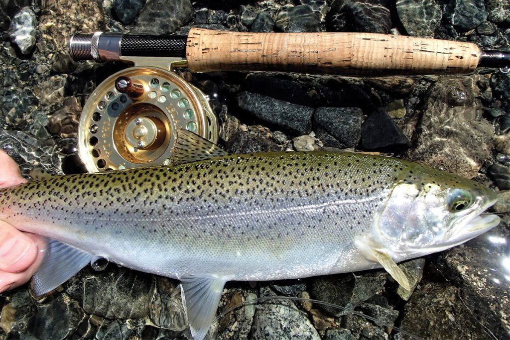 Cutts, Cutties, and Cutthroats: America’s Frontier Trout