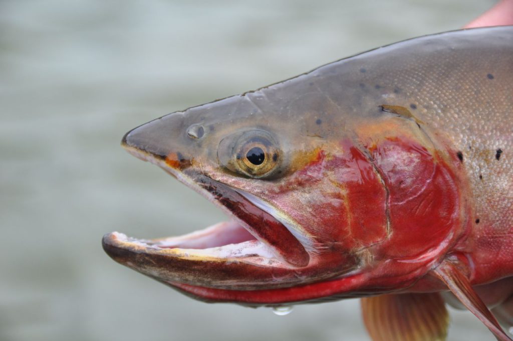 Cutts, Cutties, and Cutthroats: America’s Frontier Trout