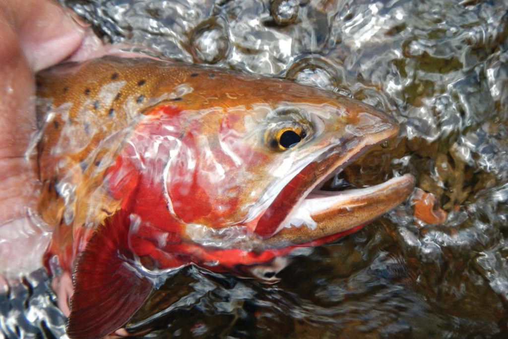 Cutts, Cutties, and Cutthroats: America’s Frontier Trout
