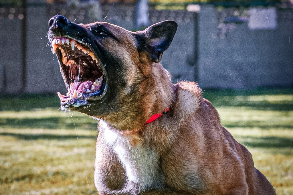 5 Tips for Surviving a Dog Attack From a Secret Service K-9 Handler