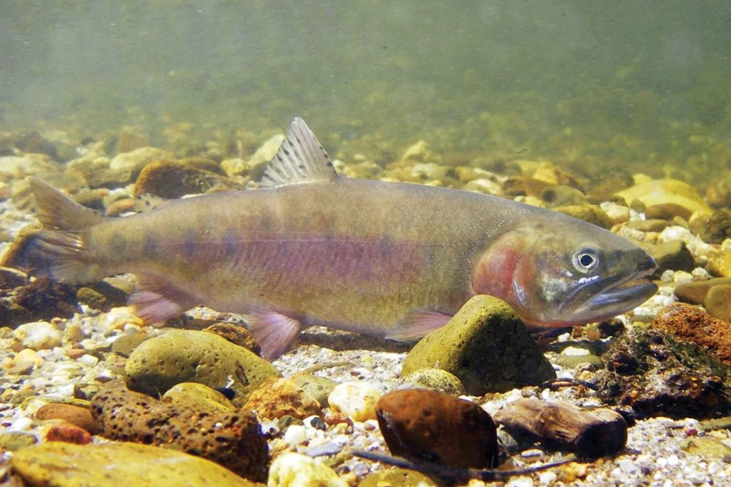 Cutts, Cutties, and Cutthroats: America’s Frontier Trout