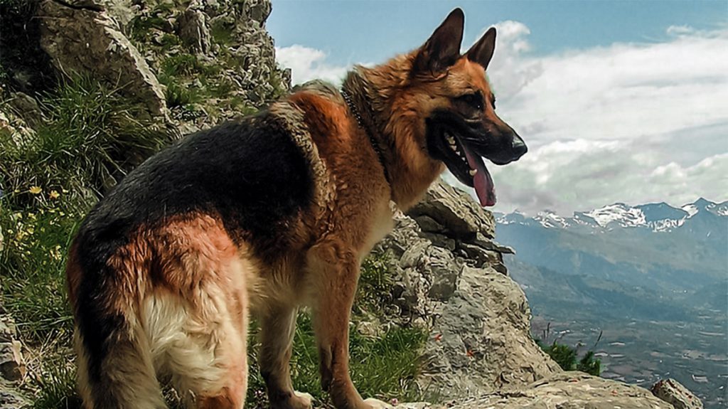 The 7 Most Protective Dog Breeds