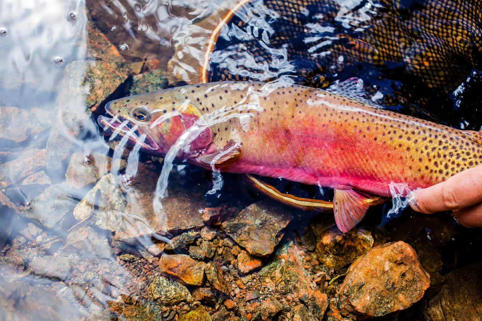 Cutts, Cutties, and Cutthroats: America’s Frontier Trout