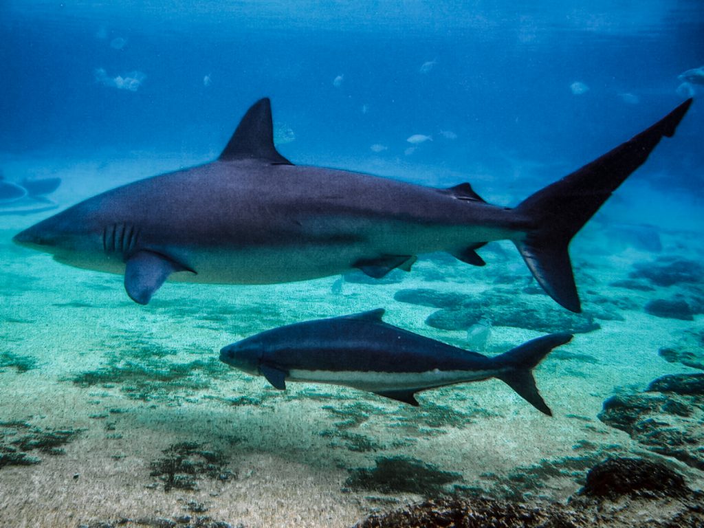 Joining The Spring and Summer Cobia Craze