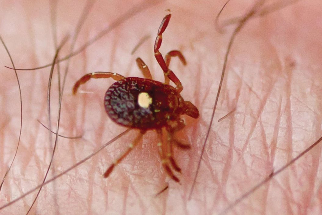 Like Eating Red Meat? Steer Clear of the Lone Star Tick