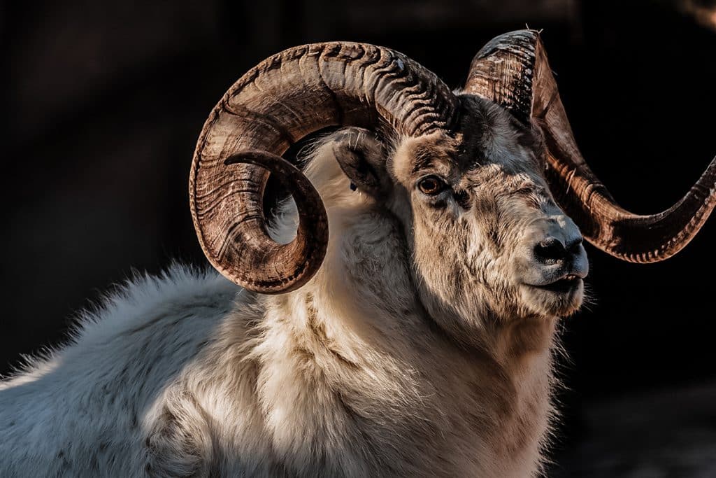Feds Close Units to Dall Sheep Hunting Along Dalton Highway
