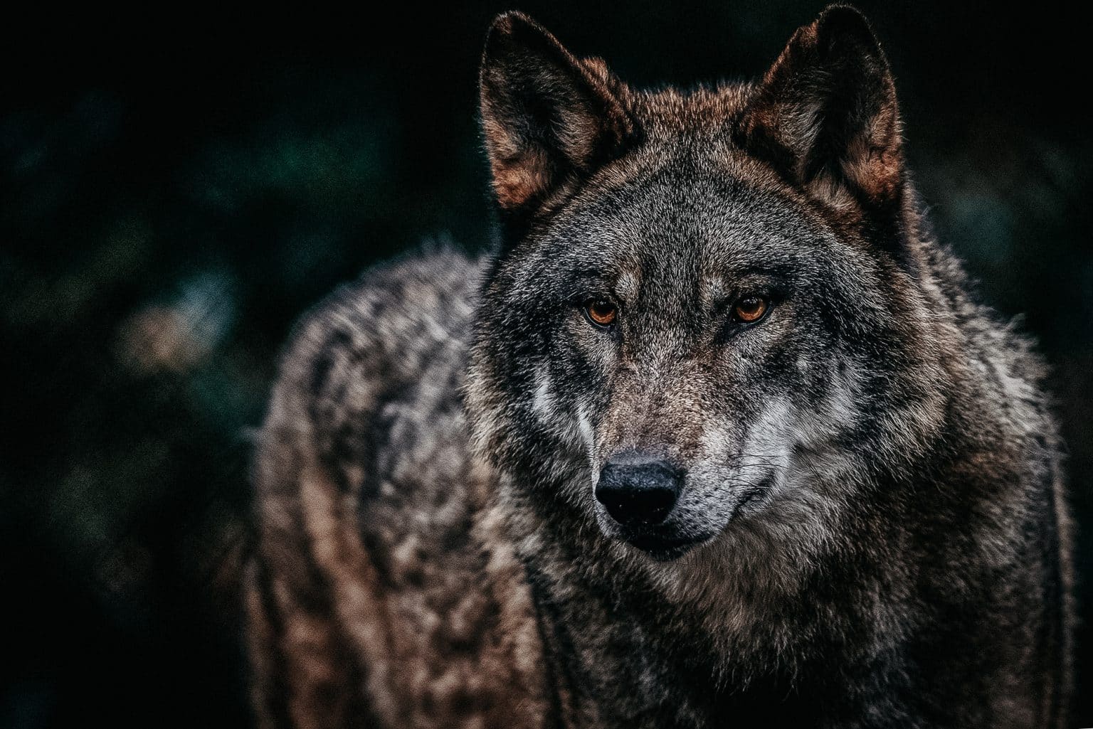 There Are Gray Wolves In New York Says DNA of Hunter’s Kill