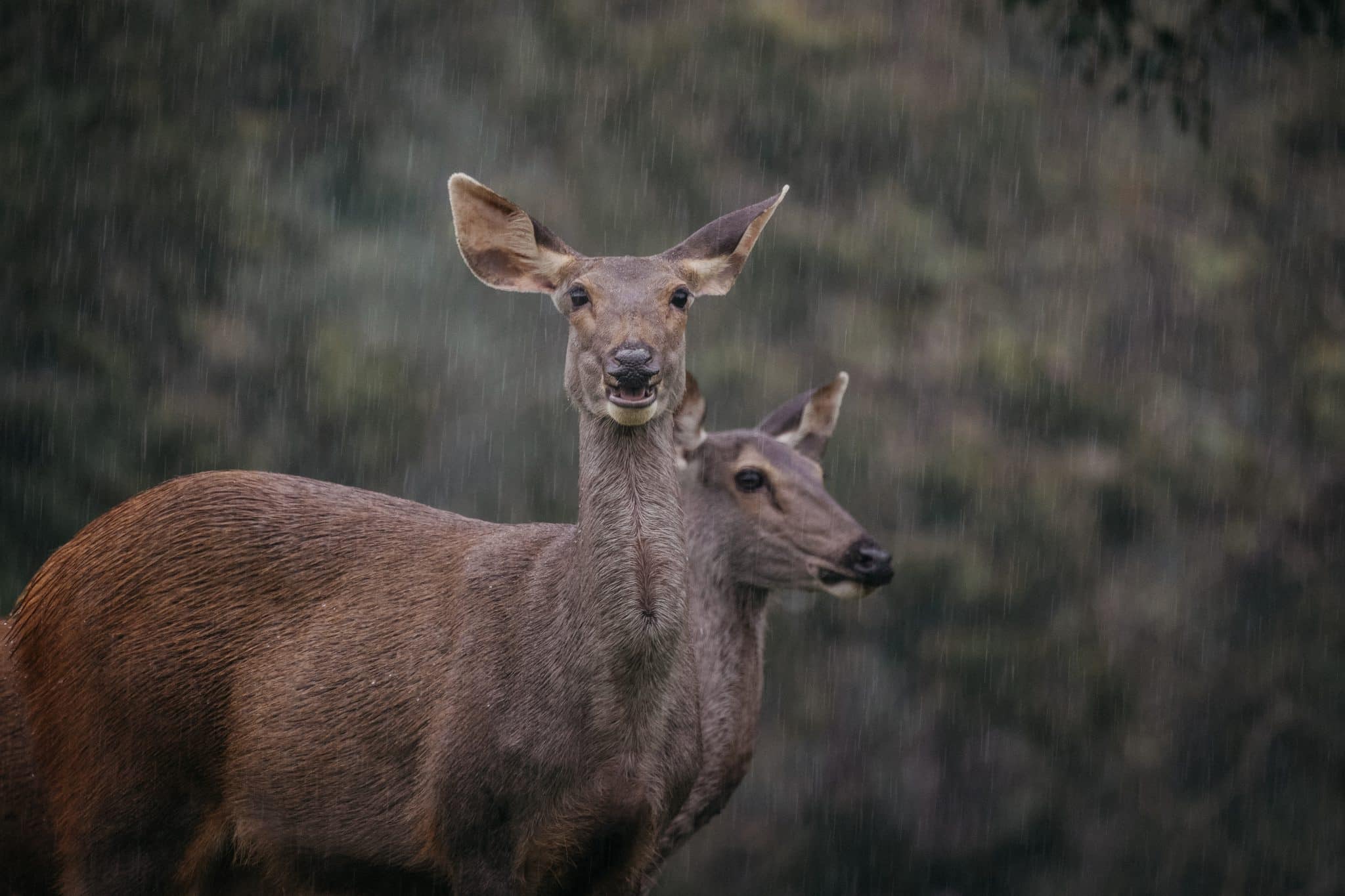 A Big Buck Expert On Deer Hunting in the Rain