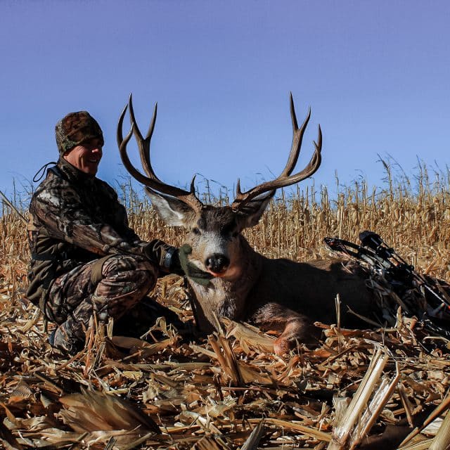 Mule Deer vs Whitetail Deer: Learn the Differences, Slay Bucks