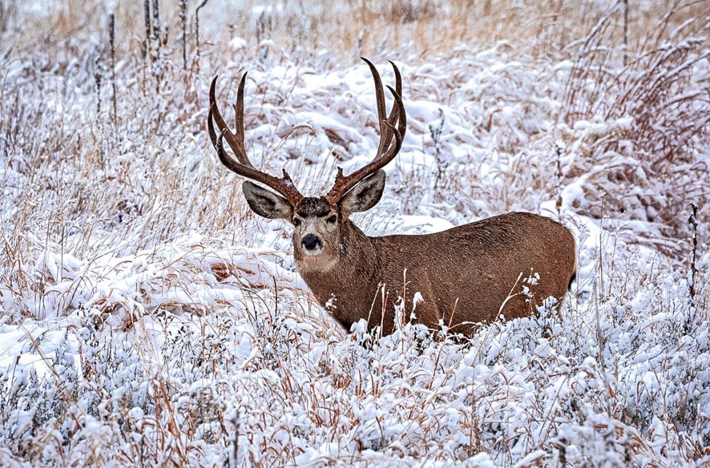 Mule Deer vs Whitetail Deer: Learn the Differences, Slay Bucks
