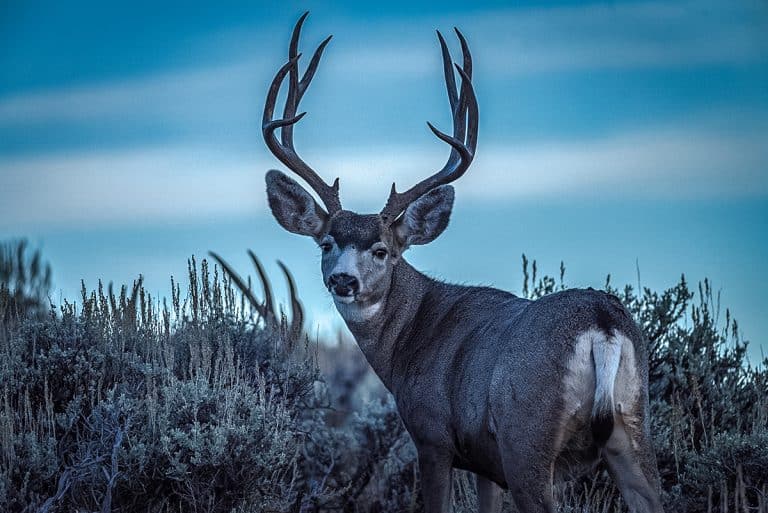 Mule Deer vs Whitetail Deer: Learn the Differences, Slay Bucks