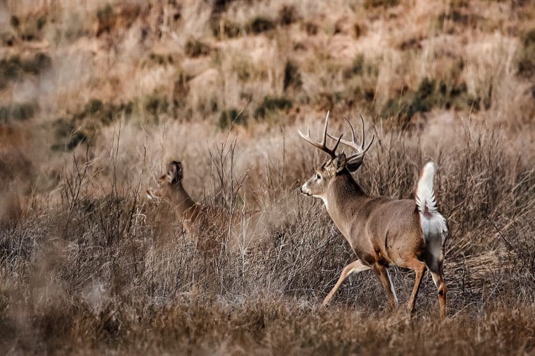 Mule Deer vs Whitetail Deer: Learn the Differences, Slay Bucks